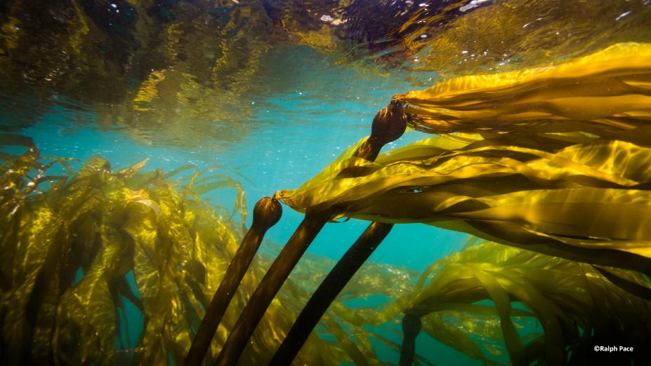The Nature Conservancy’s Kelp Initiative aims to establish the first-of ...